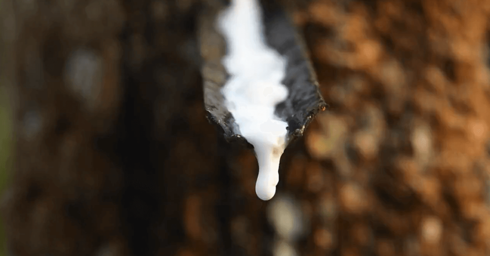 What is Latex? - EAB - Espumas e Artigos de Borracha, Lda.